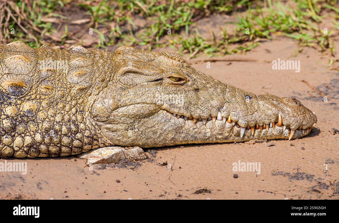 There are many African Nile crocodiles (Crocodylus niloticus) in ...