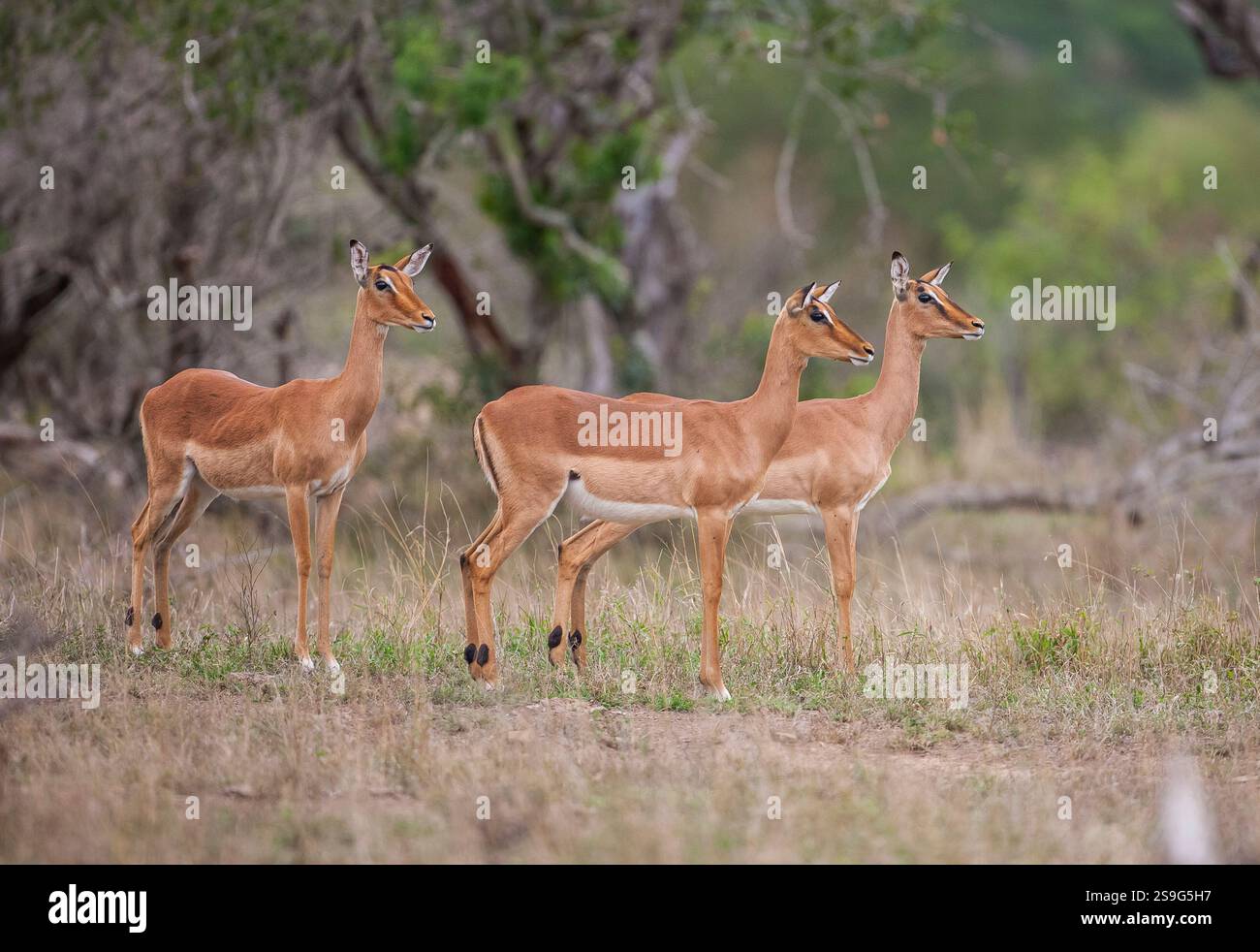 The impalas (Aepyceros melampus) in Africa are one of the most ...