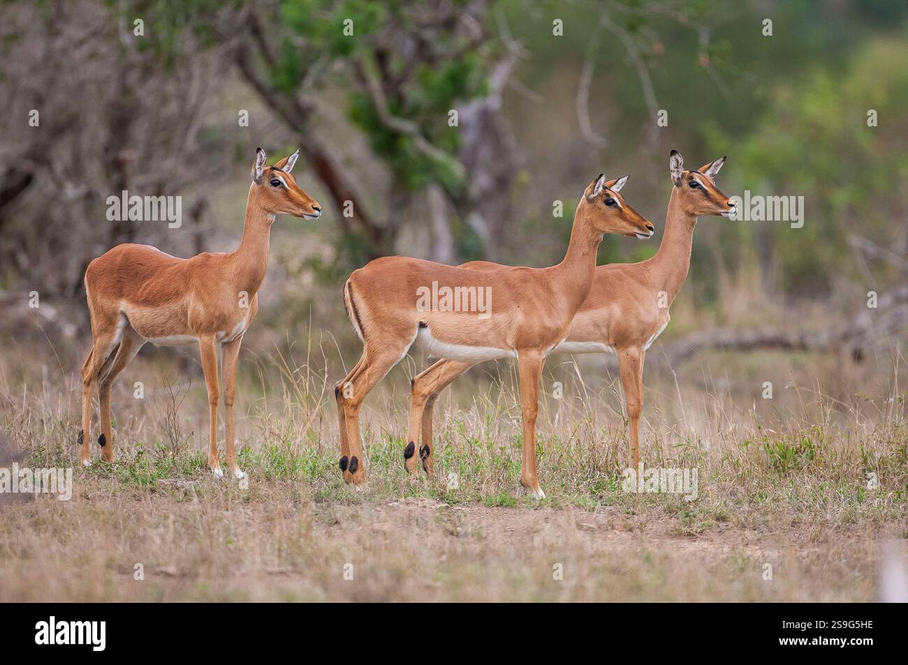 The impalas (Aepyceros melampus) in Africa are one of the most ...