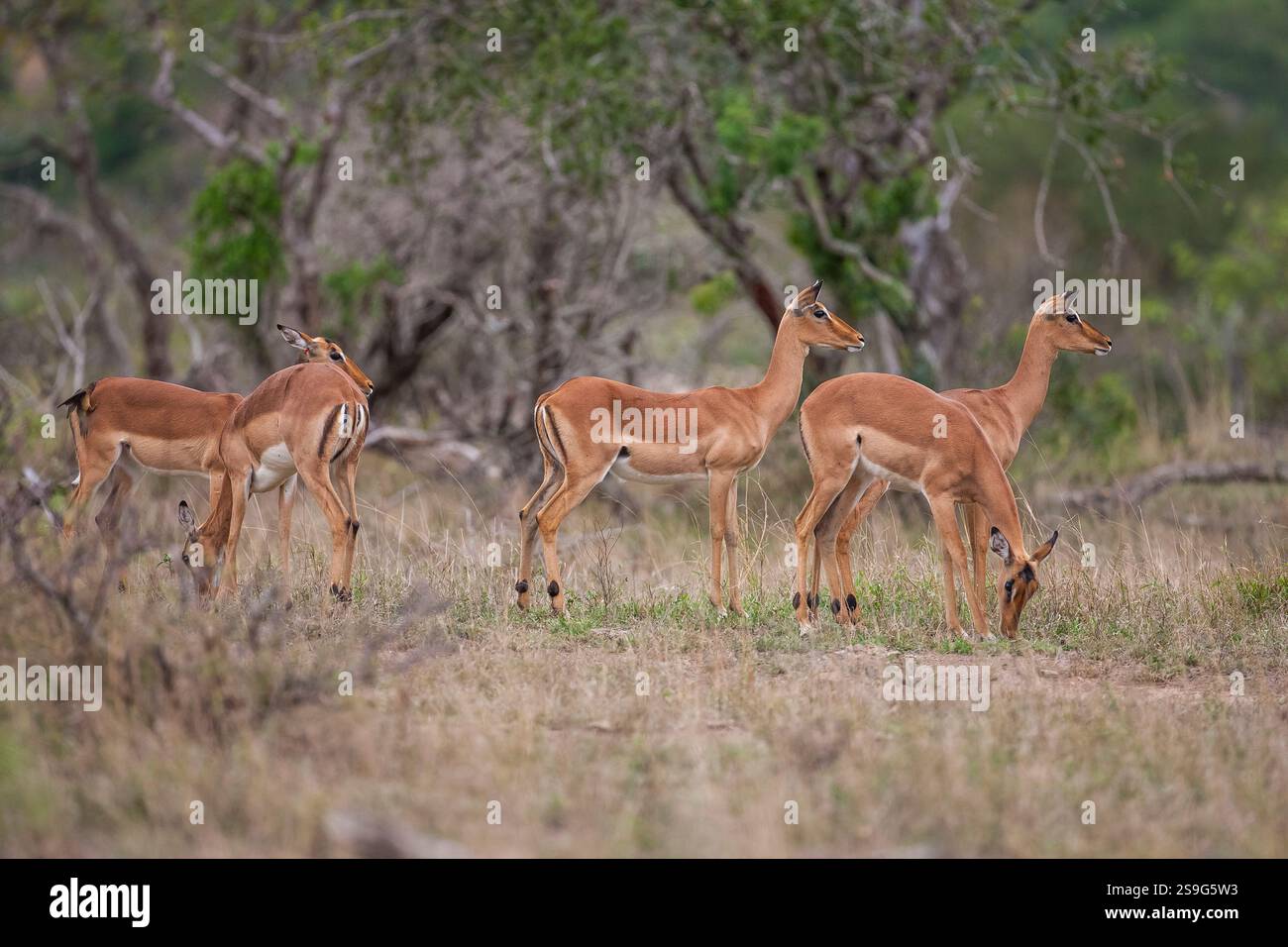 The impalas (Aepyceros melampus) in Africa are one of the most ...