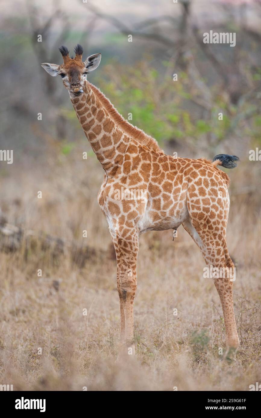 There are many Giraffes (Giraffa) in the Mkhuze Game Reserve in South ...