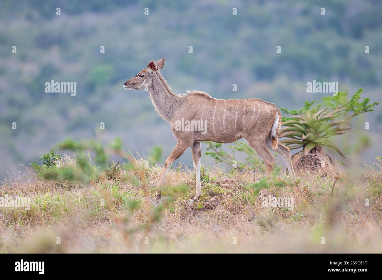 The large kudu (Tragelaphus strepsiceros) is a large antelope species ...