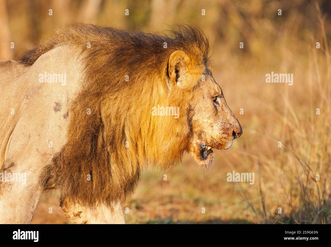 Lions (Panthera leo) often hunt in groups at National Parks in South ...