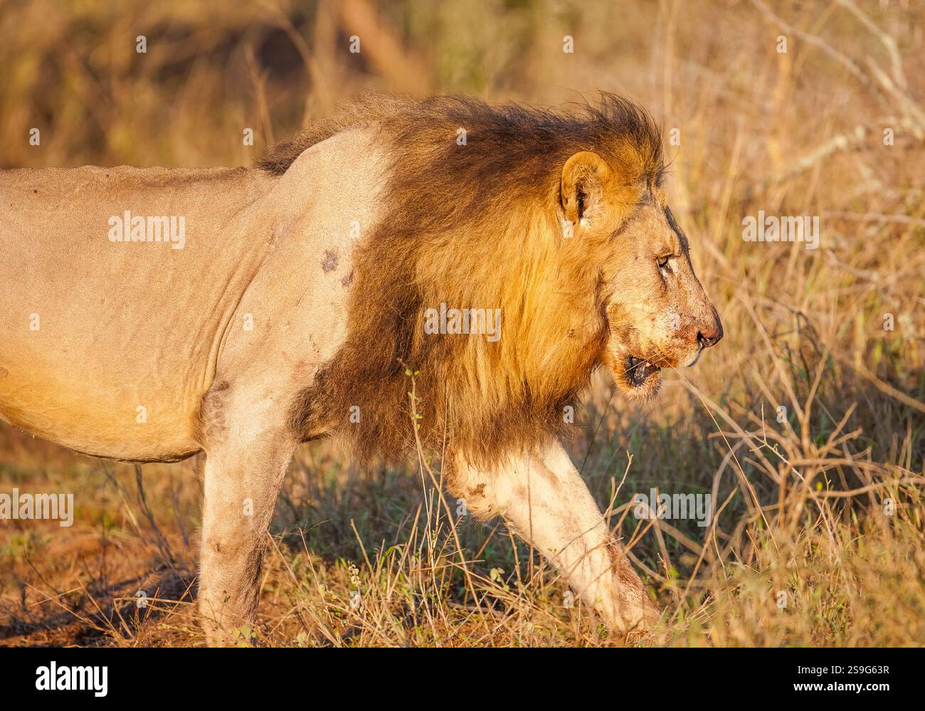 Lions (Panthera leo) often hunt in groups at National Parks in South ...