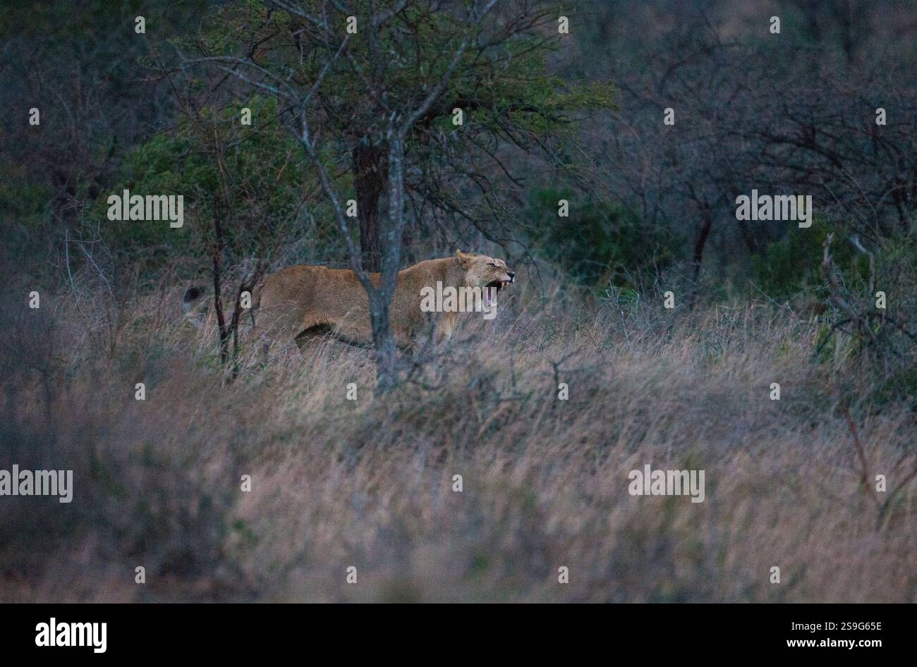 Lions (Panthera leo) often hunt in groups at National Parks in South ...