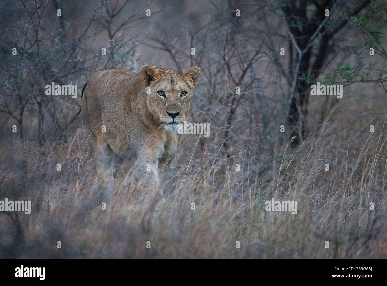 Lions (Panthera leo) often hunt in groups at National Parks in South ...