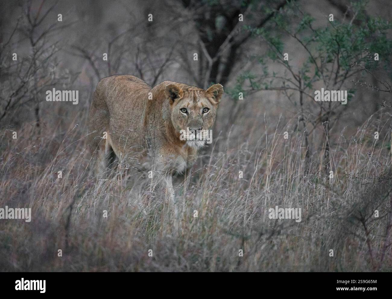 Lions (Panthera leo) often hunt in groups at National Parks in South ...