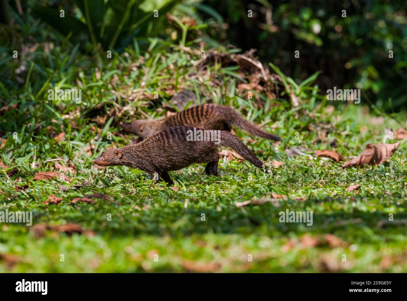 Cape gray mongoose (Galerella pulverulenta) is also known as the little ...