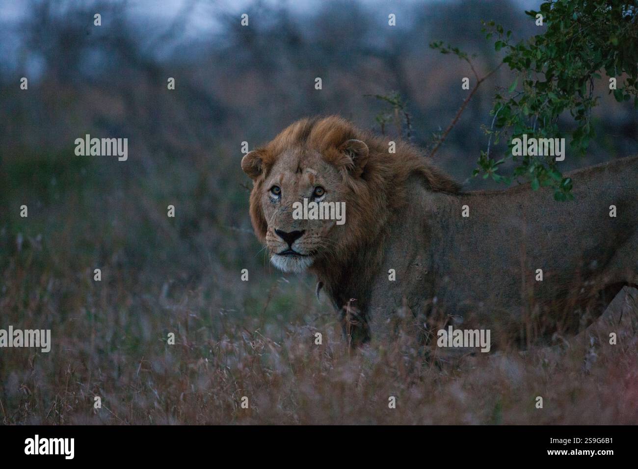 Lions (Panthera leo) often hunt in groups at National Parks in South ...