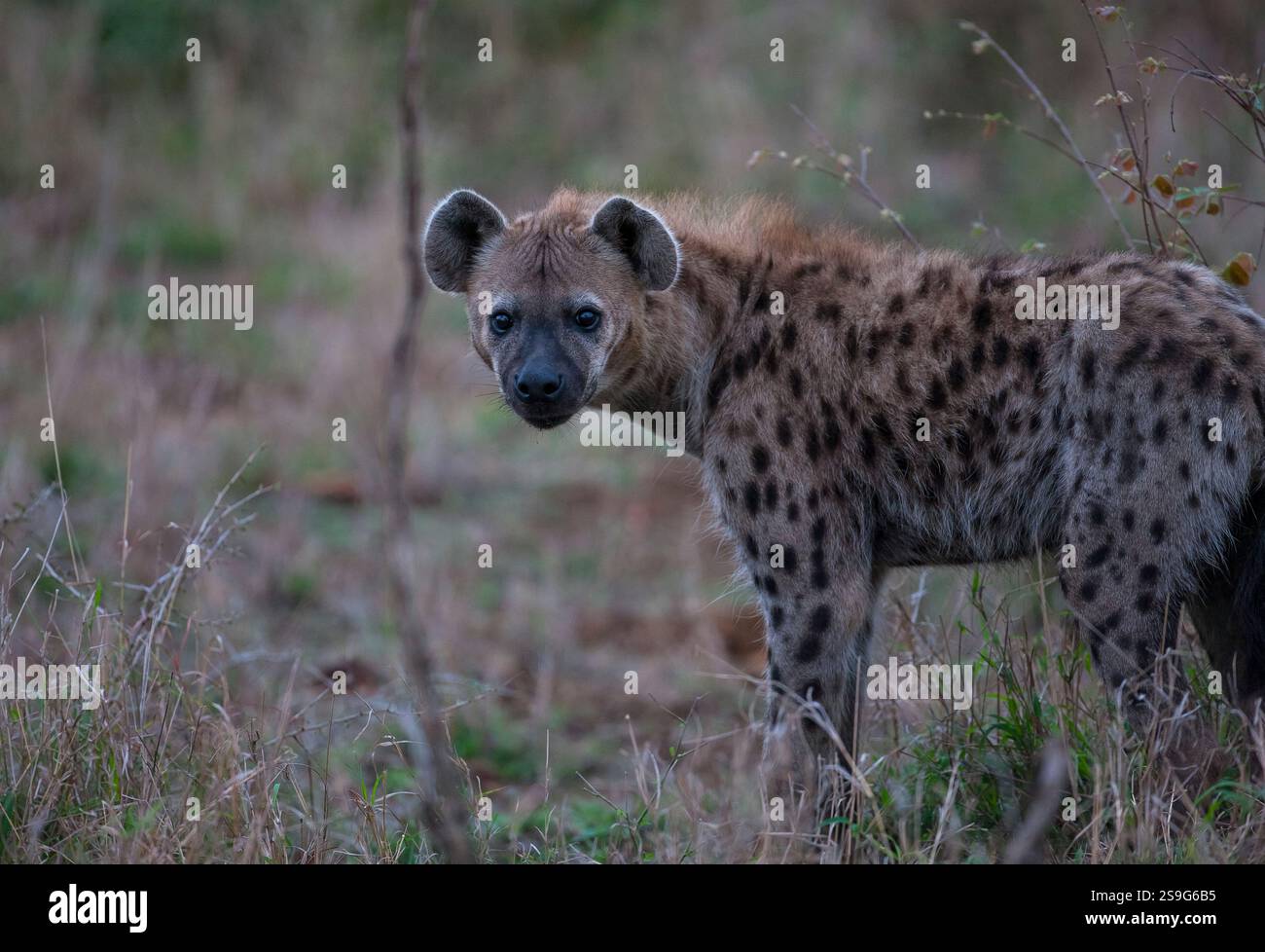 Hyenas ( Crocuta crocuta) are among the wildest hunters in Africa Stock ...
