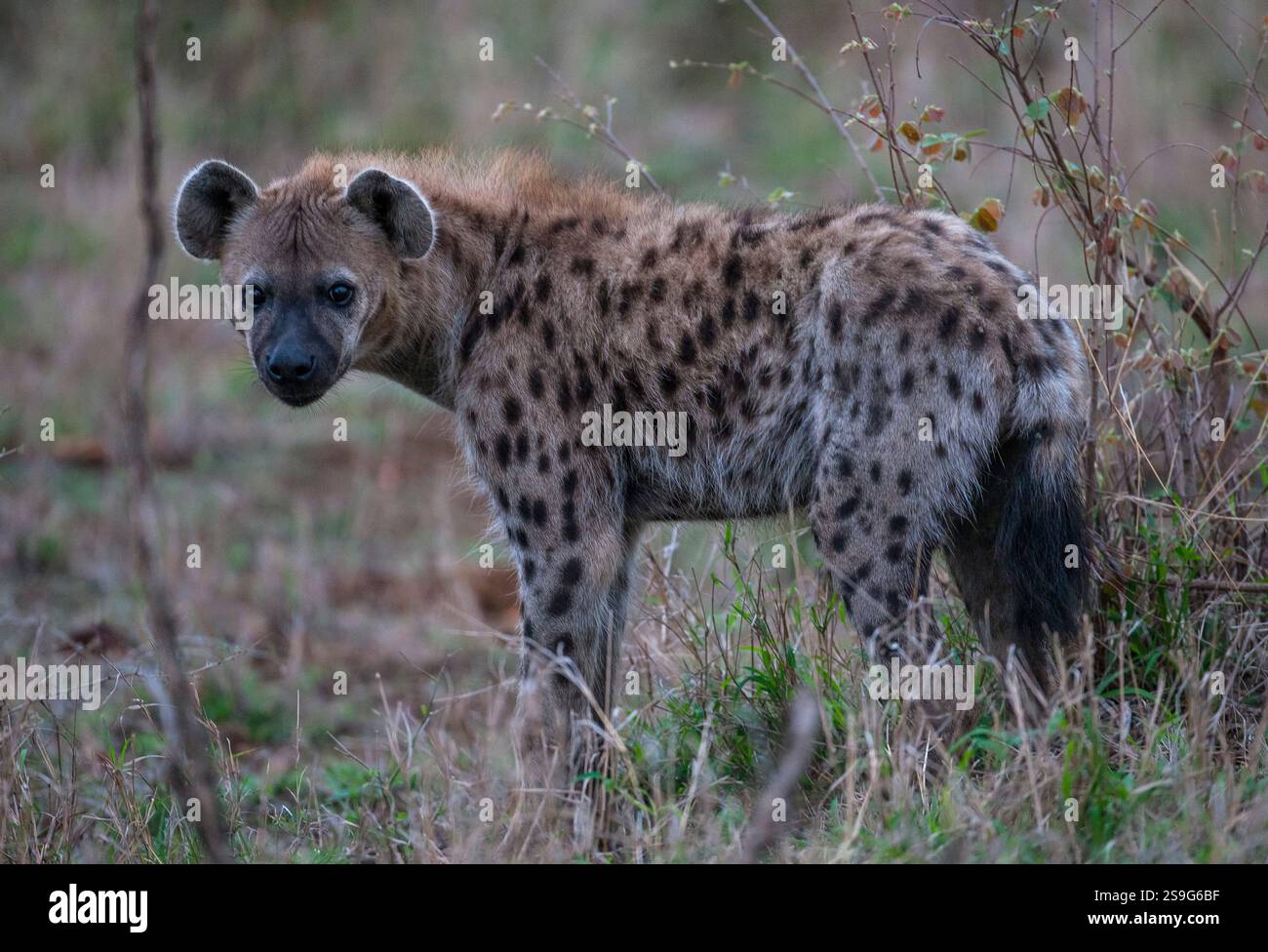 Hyenas ( Crocuta crocuta) are among the wildest hunters in Africa Stock ...