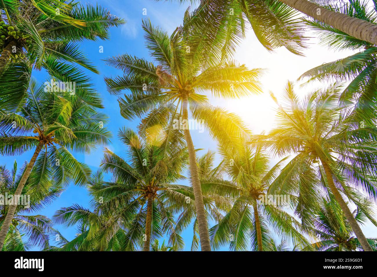 Coconut palm trees trunk and foliage exotic rainforest against a ...