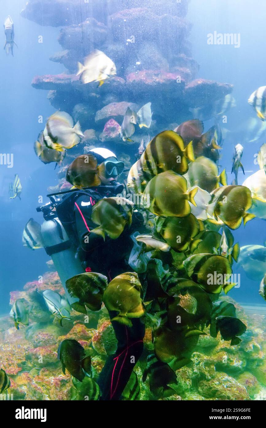 Vibrant colorful underwater world showcases hi-res stock photography ...