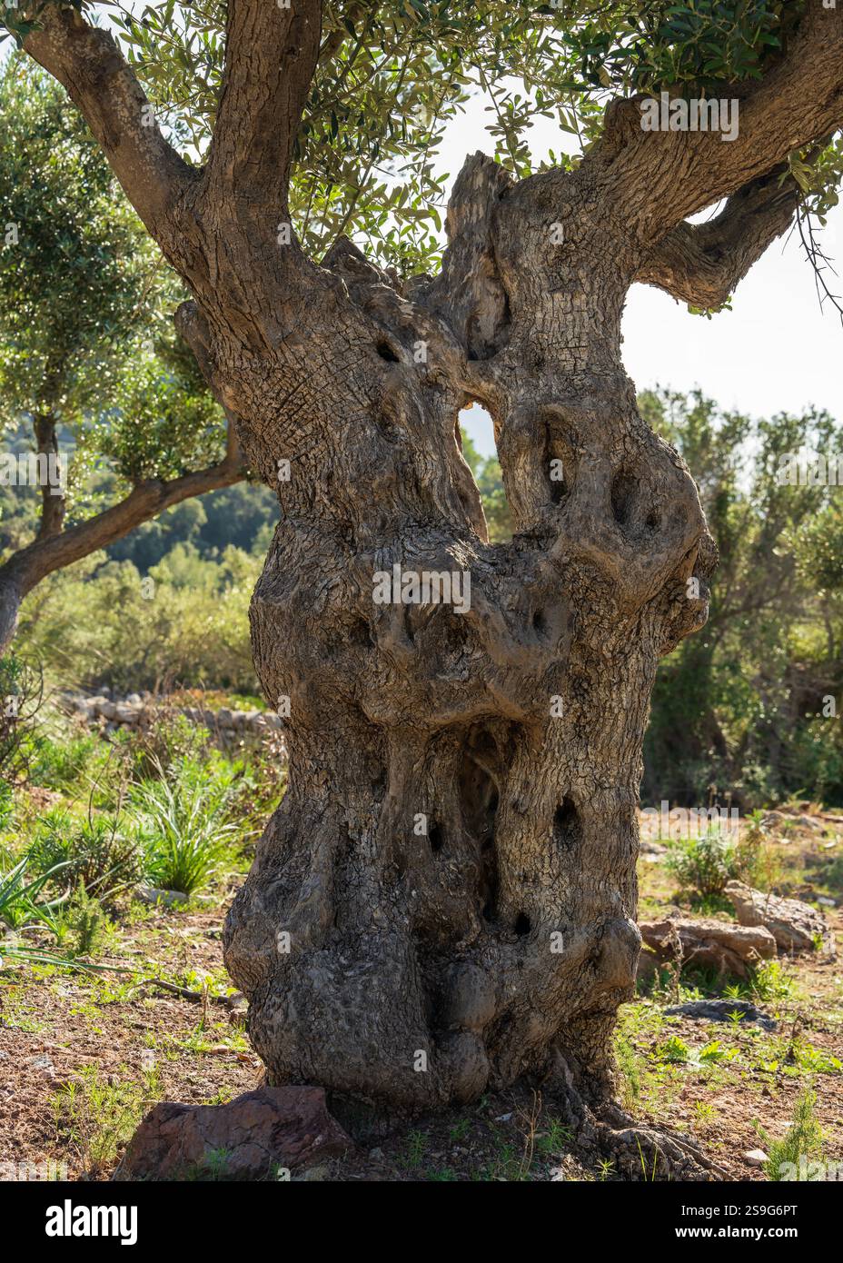 Ancient olive tree with powerful, gaunt, knotty trunk. Details of bark ...