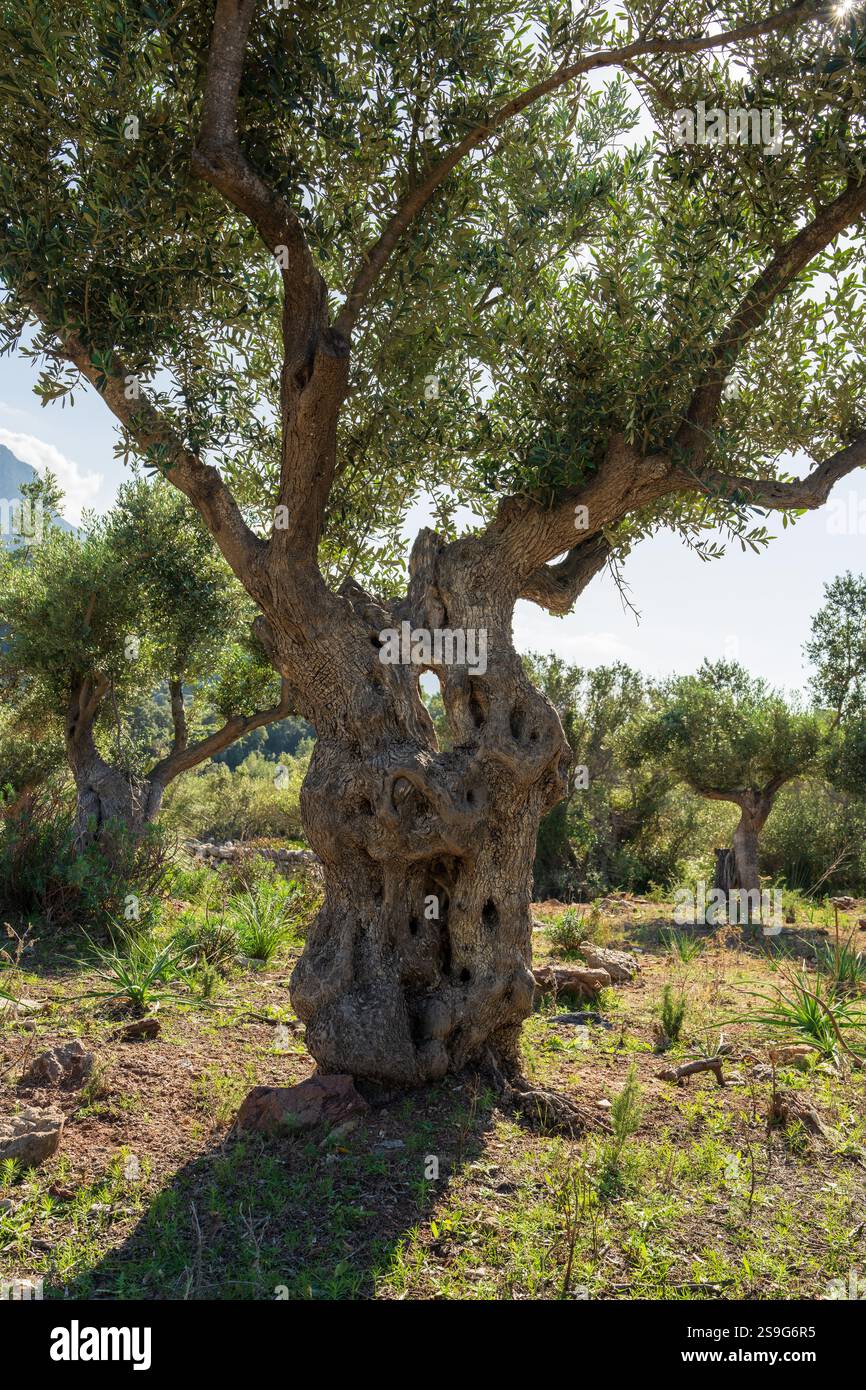 Ancient olive tree with powerful, gaunt, knotty trunk. Details of bark ...