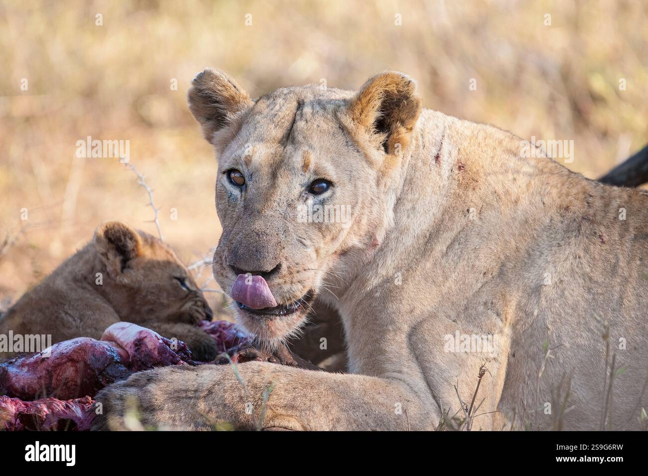 Lions (Panthera leo) are one of the most important hunters of wild ...