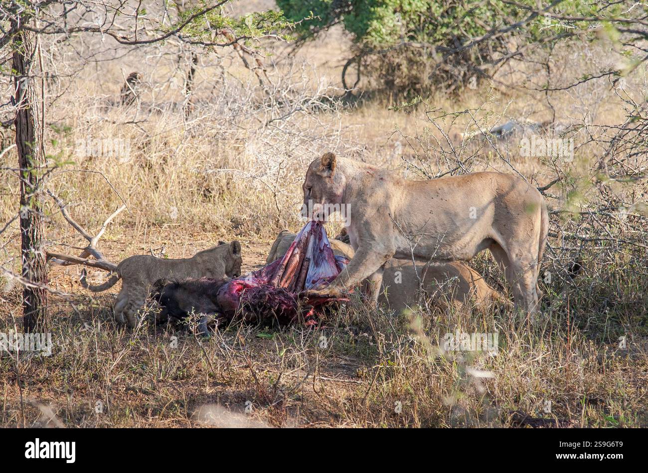 Lions (Panthera leo) are one of the most important hunters of wild ...