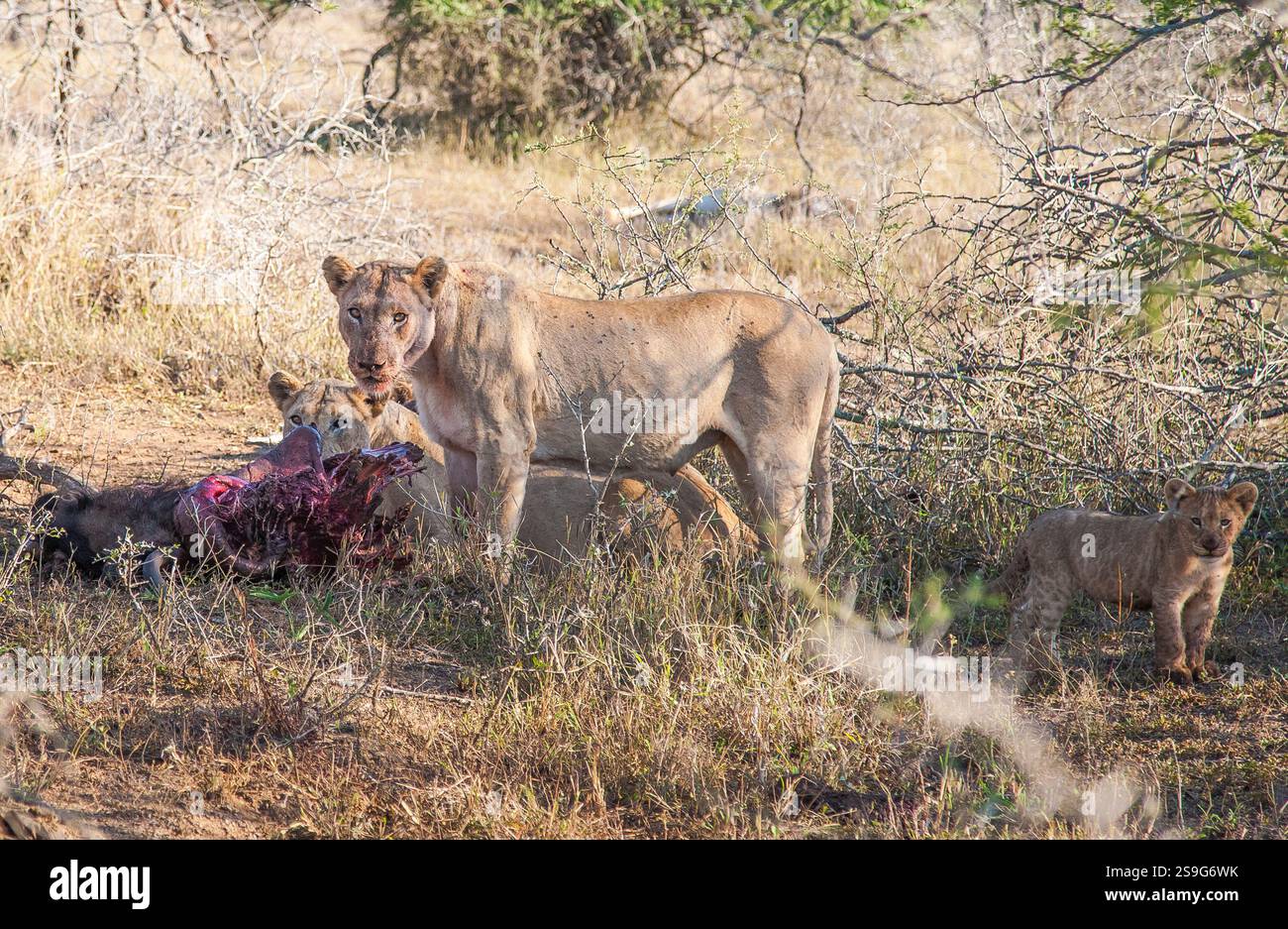 Lions (Panthera leo) are one of the most important hunters of wild ...