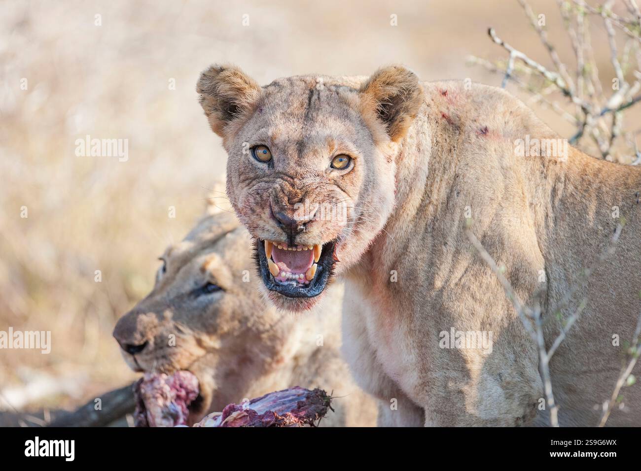 Lions (Panthera leo) are one of the most important hunters of wild ...