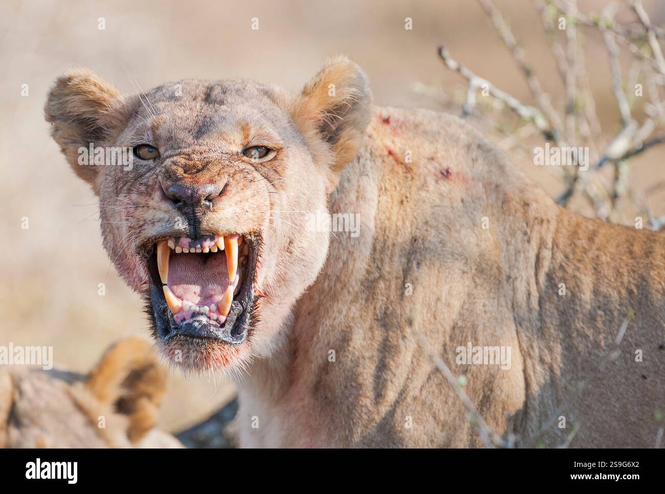 Lions (Panthera leo) are one of the most important hunters of wild ...