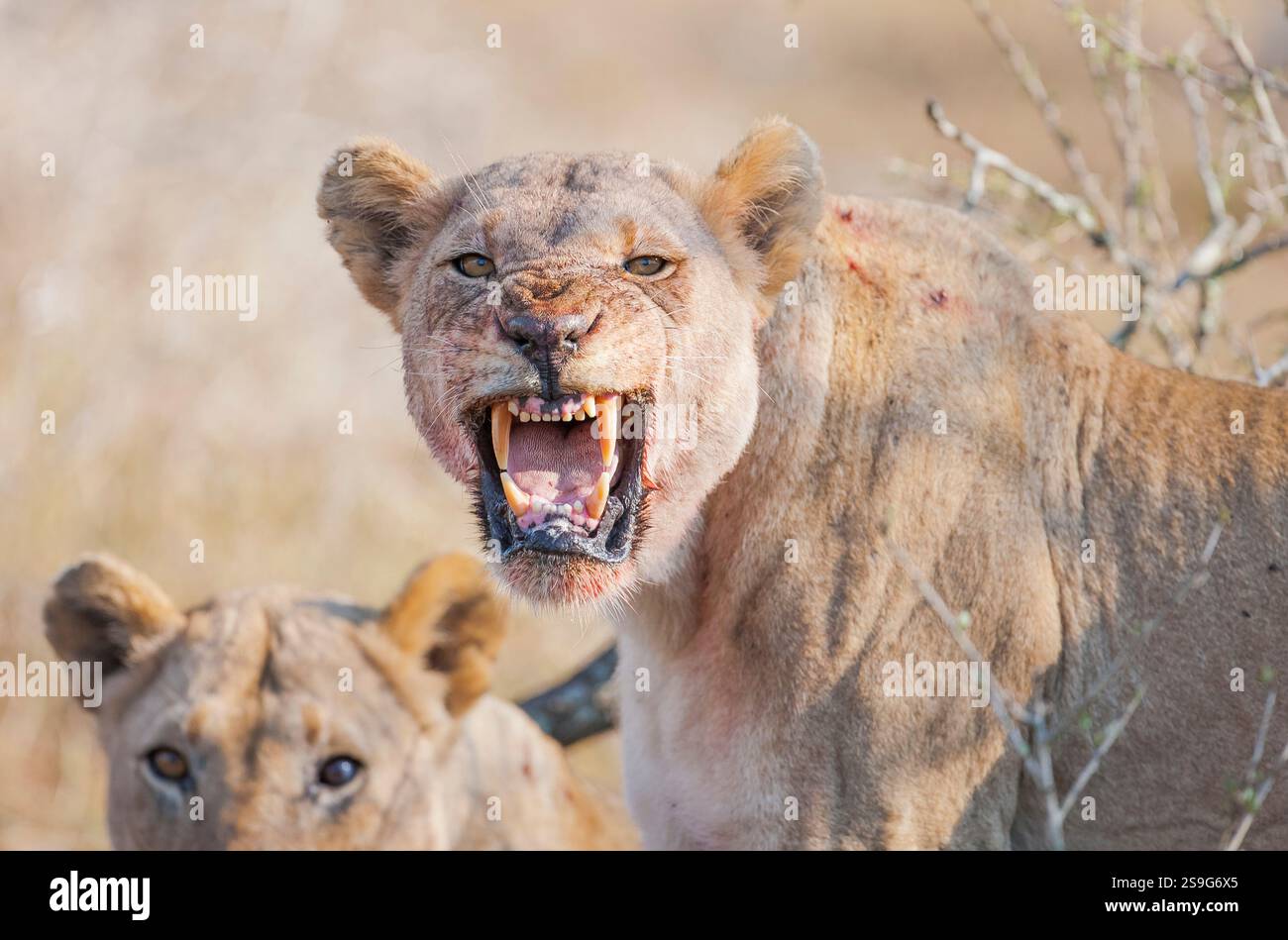 Lions (Panthera leo) are one of the most important hunters of wild ...