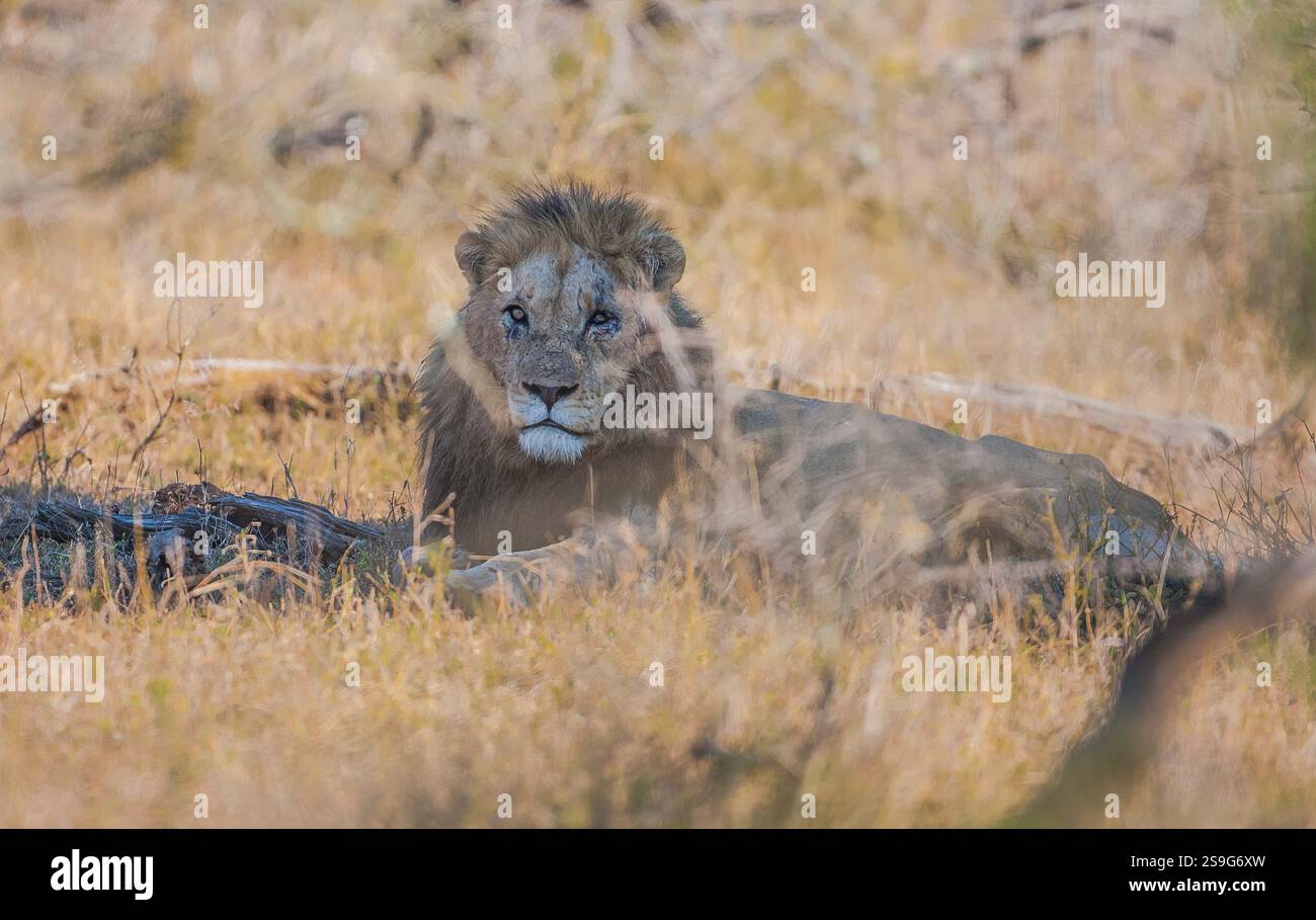 Lions (Panthera leo) are one of the most important hunters of wild ...