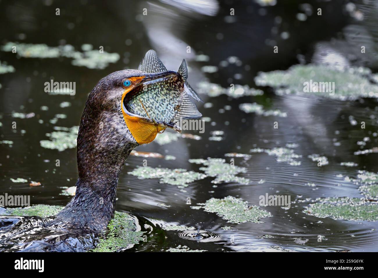 Cormorant black fish hi-res stock photography and images - Alamy