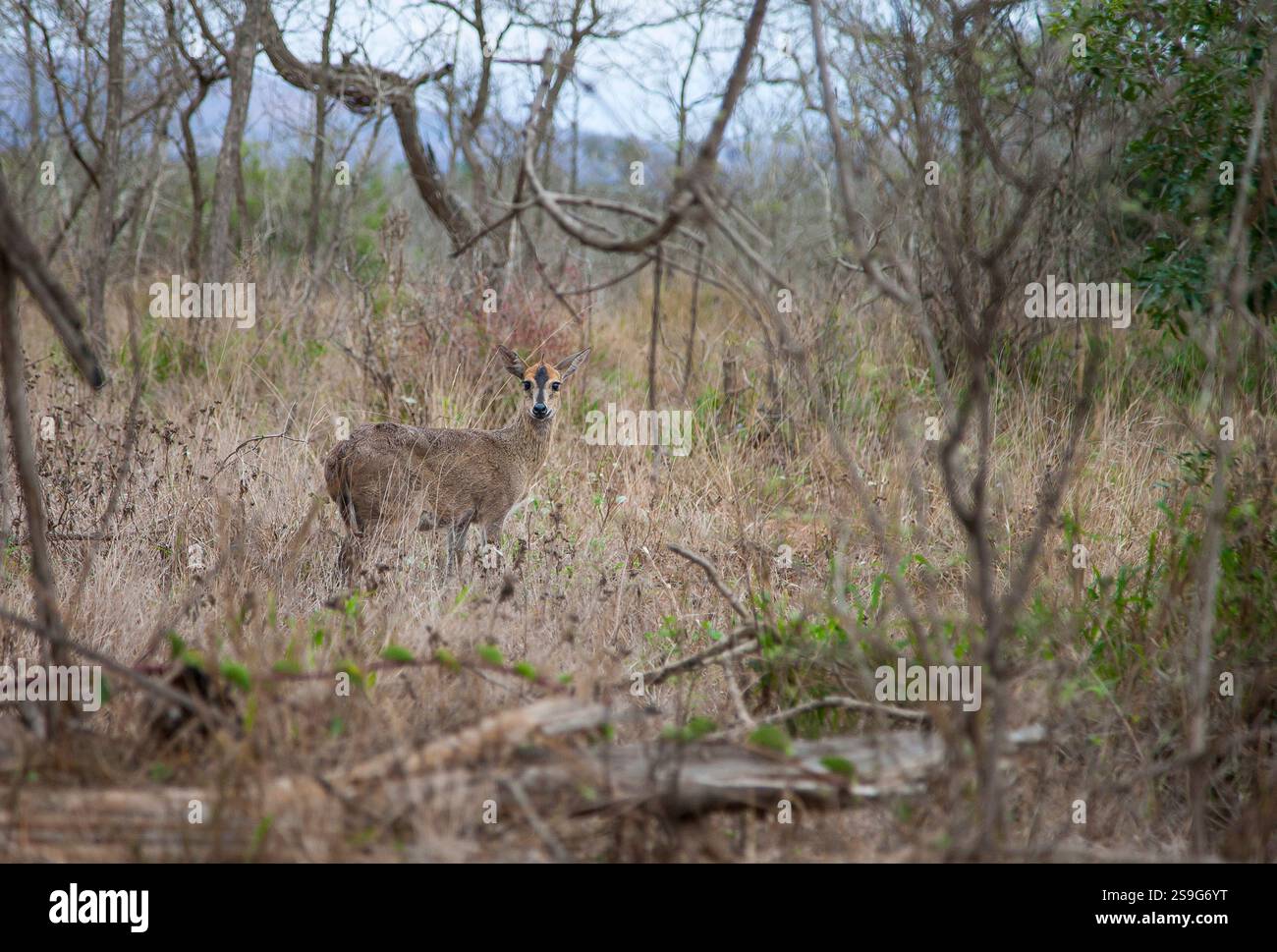 Common duiker (Sylvicapra grimmia) is a small and medium-sized antelope ...