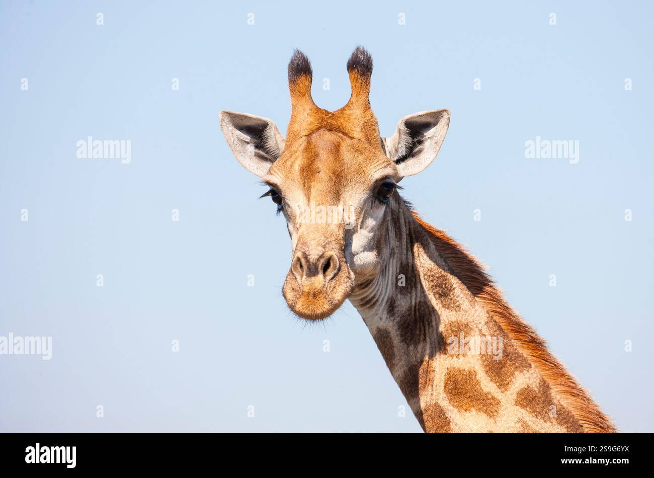 There are many Giraffes (Giraffa) in the Mkhuze Game Reserve in South ...