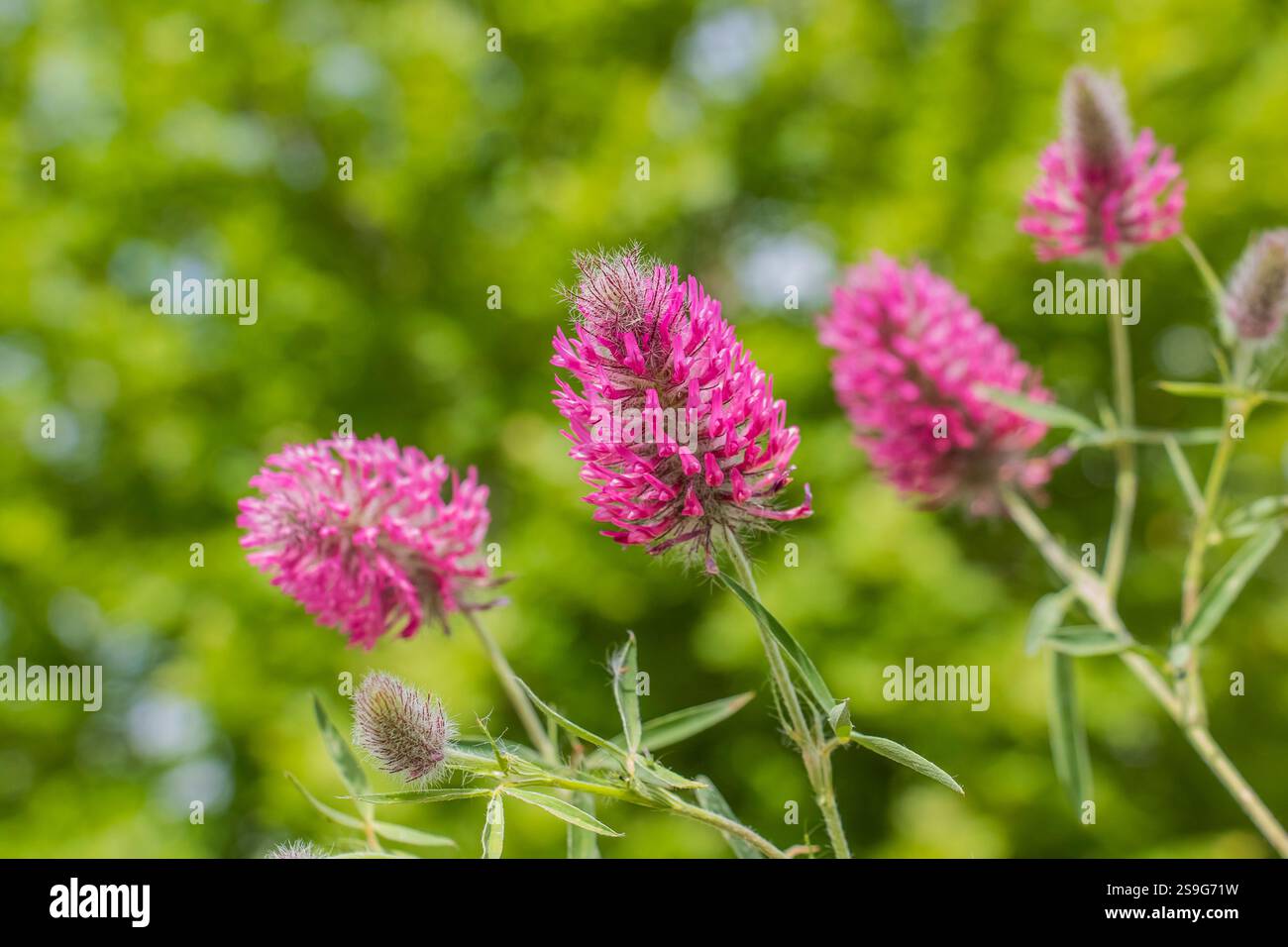 Purple clover (Trifolium purpureum) is a wild plant that grows on its ...