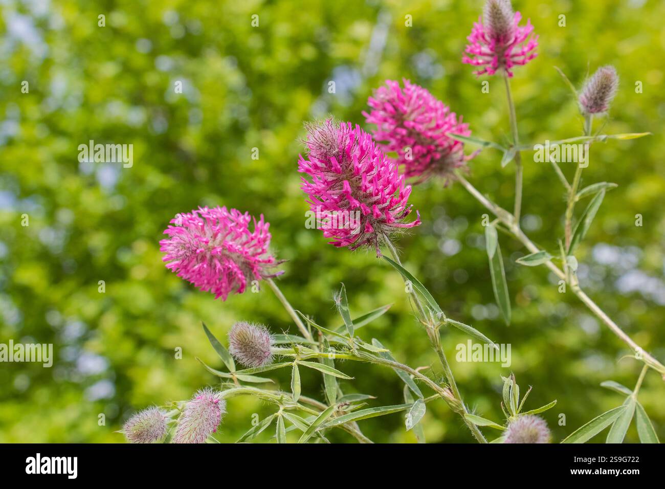 Purple clover (Trifolium purpureum) is a wild plant that grows on its ...