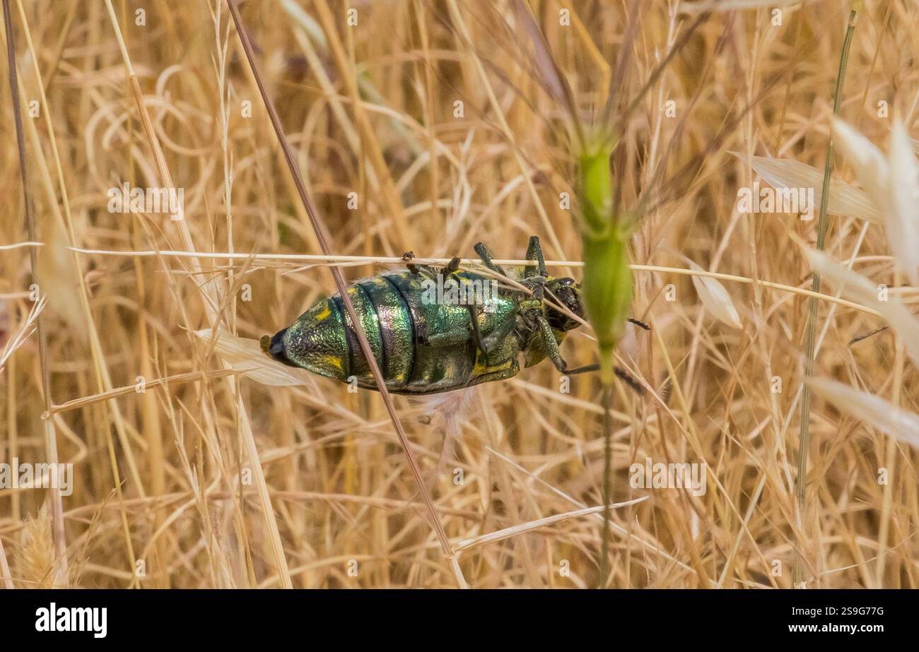 Julodis is a genus of insects in the Buprestidae family. Buprestidae is ...