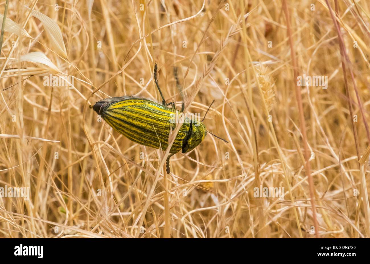 Julodis is a genus of insects in the Buprestidae family. Buprestidae is ...