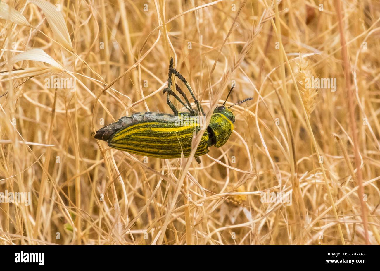 Julodis is a genus of insects in the Buprestidae family. Buprestidae is ...