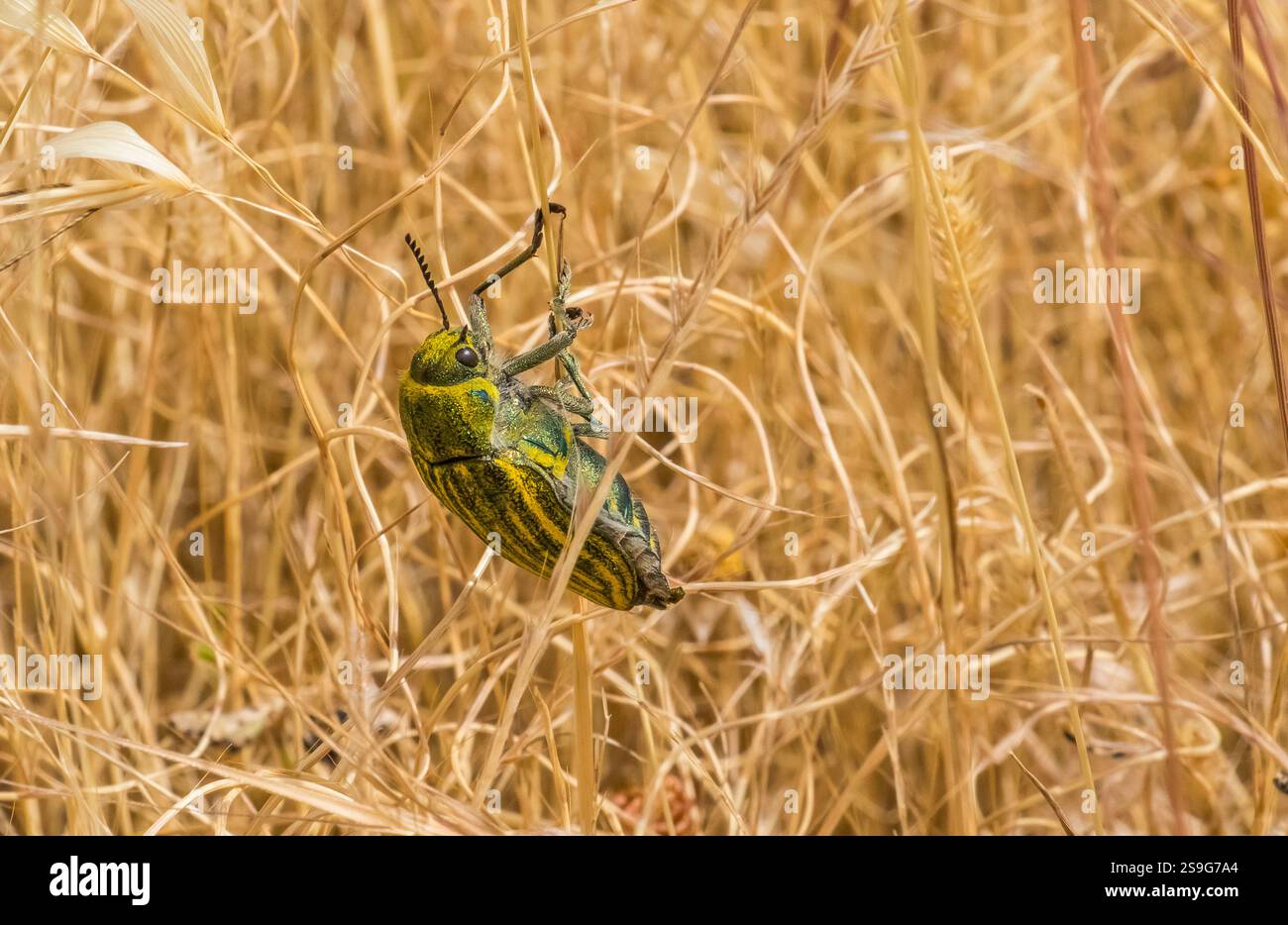 Julodis is a genus of insects in the Buprestidae family. Buprestidae is ...