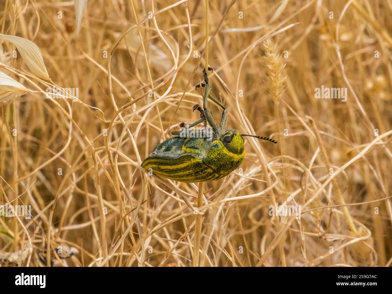 Julodis is a genus of insects in the Buprestidae family. Buprestidae is ...