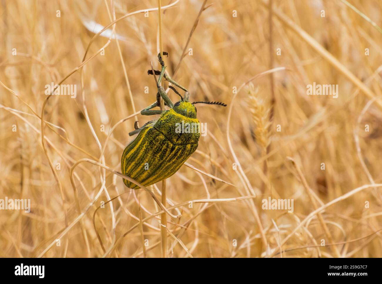 Julodis is a genus of insects in the Buprestidae family. Buprestidae is ...