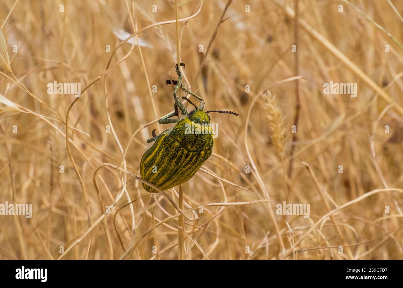 Julodis is a genus of insects in the Buprestidae family. Buprestidae is ...