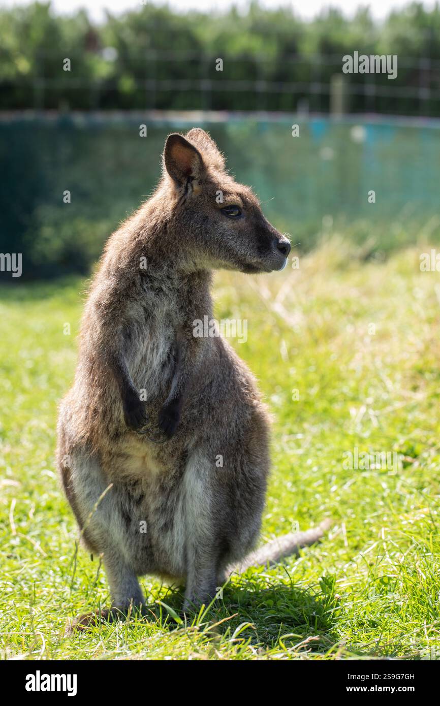 Cute fluffy wallaby in the park. Marsupial mammals. Australia Stock ...