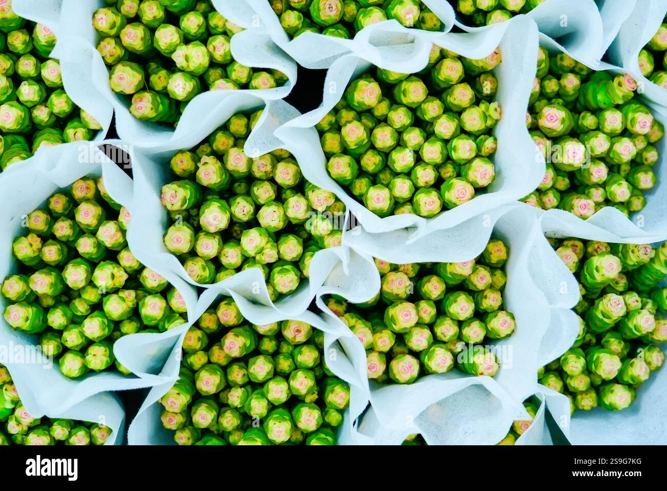 Crassula conjuncta perforata cv. Giant pagoda variegata bouquets in ...