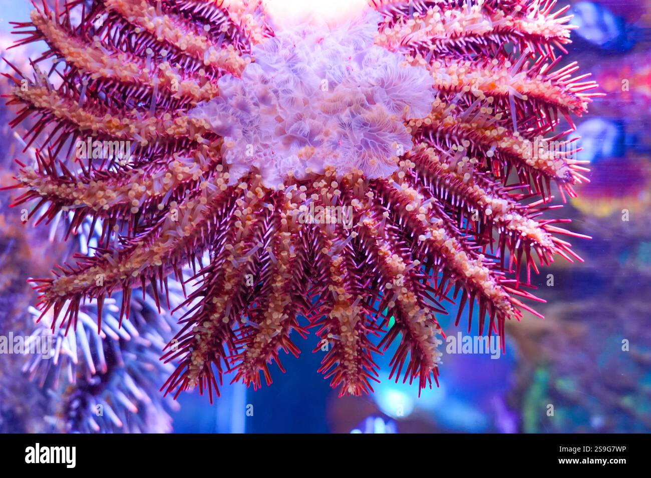 Starfish many tentacles attached to aquarium glass Stock Photo - Alamy
