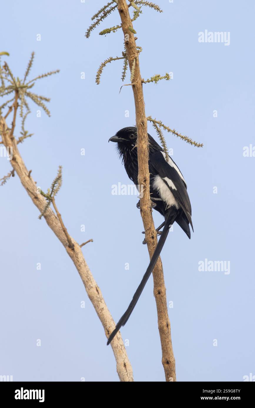 Magpie shrike (Lanius melanoleucus) also called African long-tailed ...