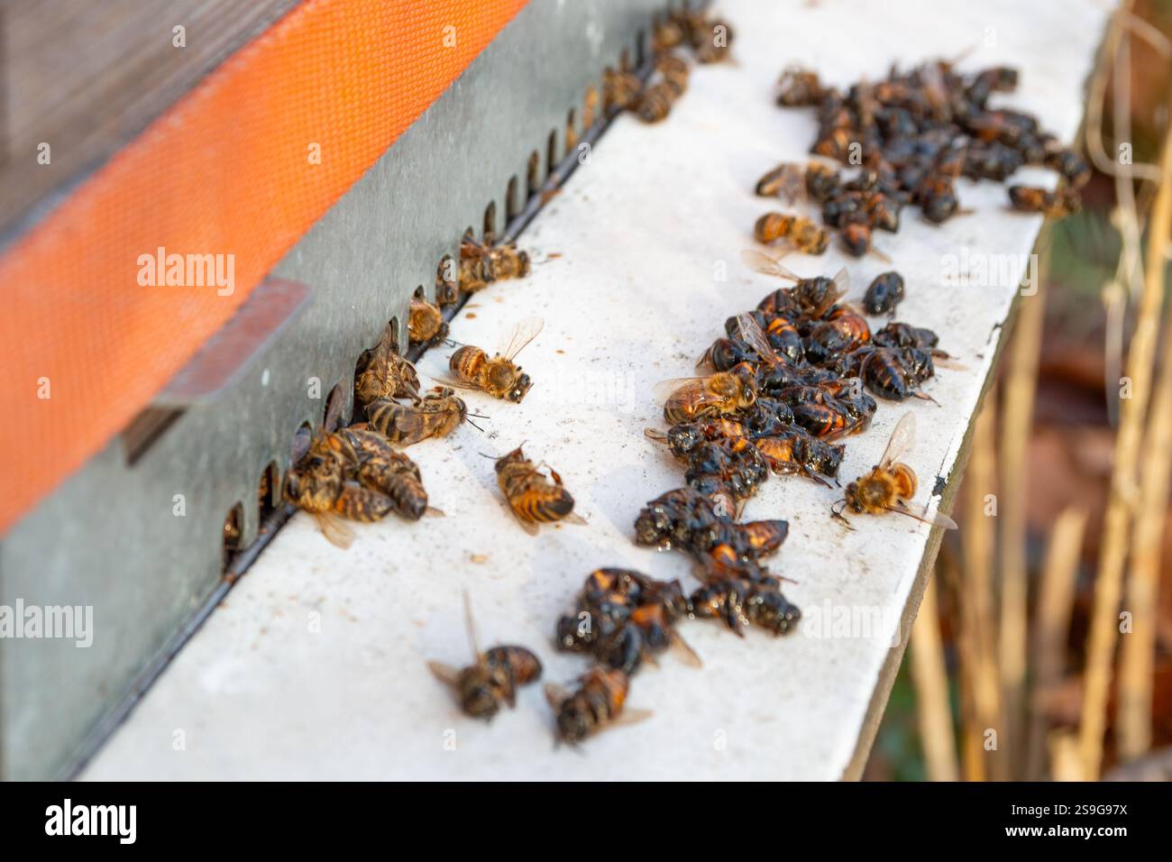 Dead European honey bees scattered outside a bee hive beehive in winter ...