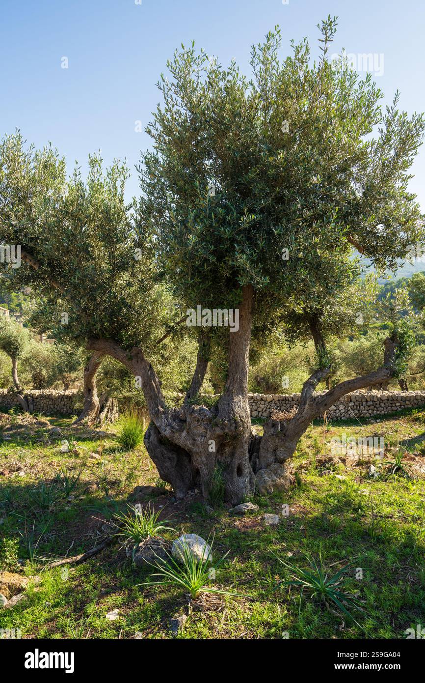 Old olive trees with intertwined and crossed trunks creating an unusual ...