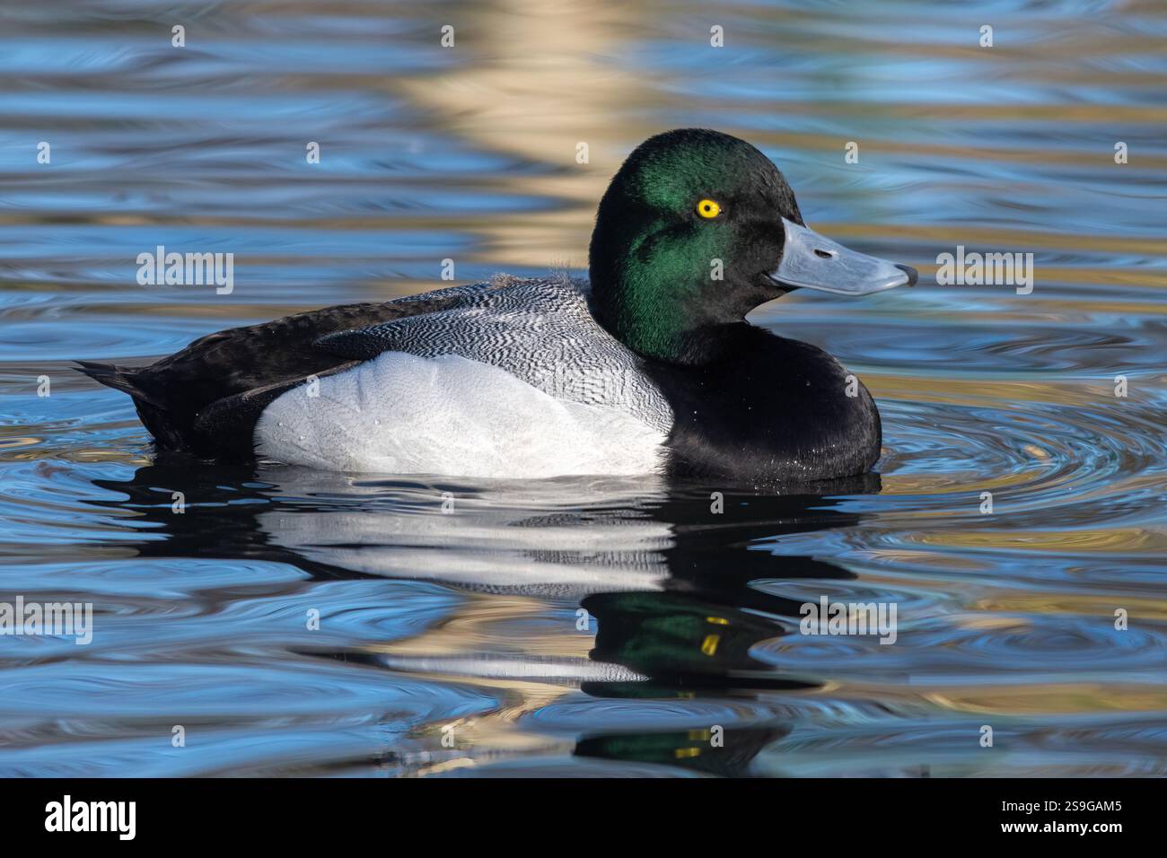 Greater scaup (Aythya marila, also called a bluebill) male or drake ...