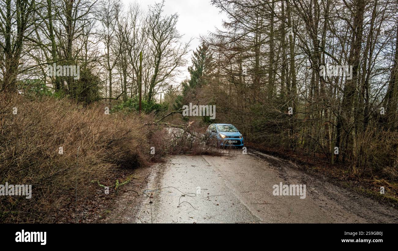 Treest down in Shieldhill RoadStorm damage in South Lanarkshire ...