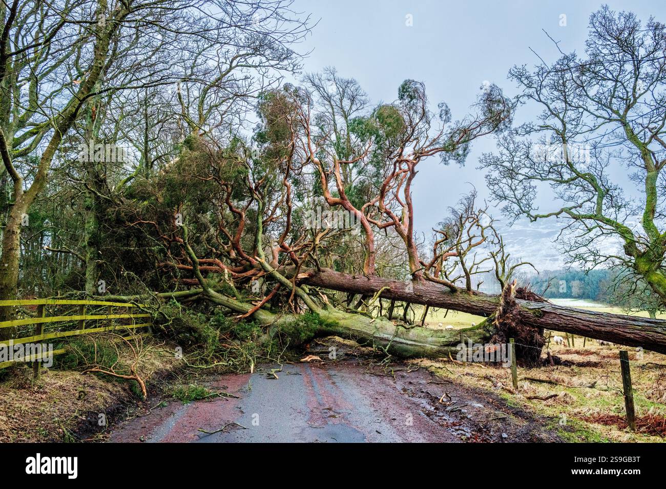Storm damage in South Lanarkshire, Scotland following Storm Eowyn Stock ...