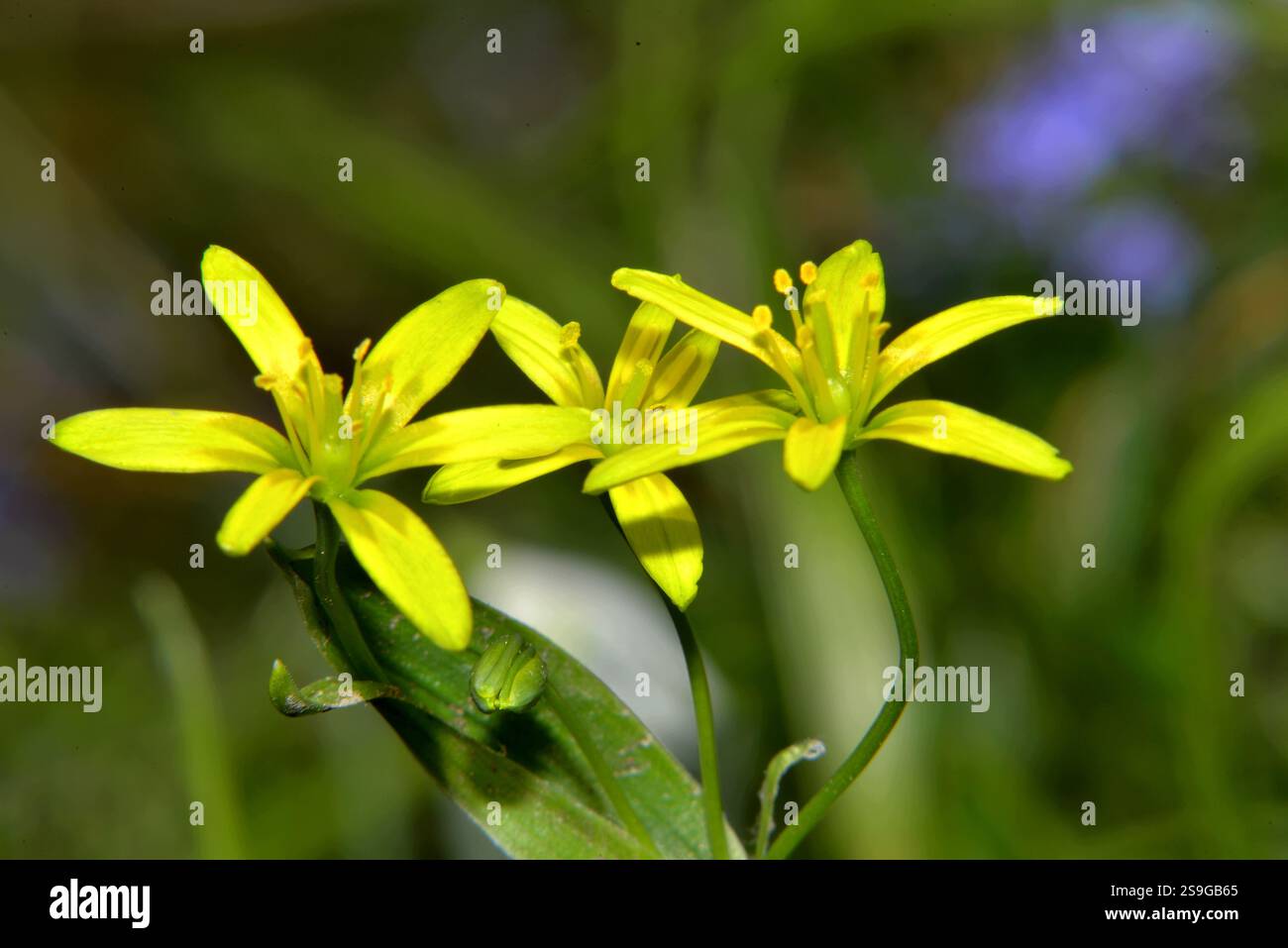 Yellow star-of-Bethlehem, first spring flowers in the forest Stock ...