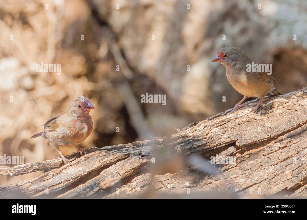 Red billed firefinch (Lagonosticta senegala) is live in Africa and it's ...