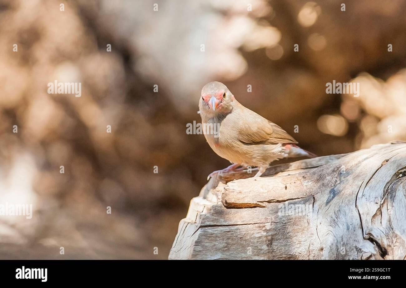 Red billed firefinch (Lagonosticta senegala) is live in Africa and it's ...